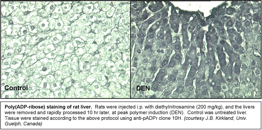 Anti-Poly(ADP-Ribose) Polymer 항체 > BRIC